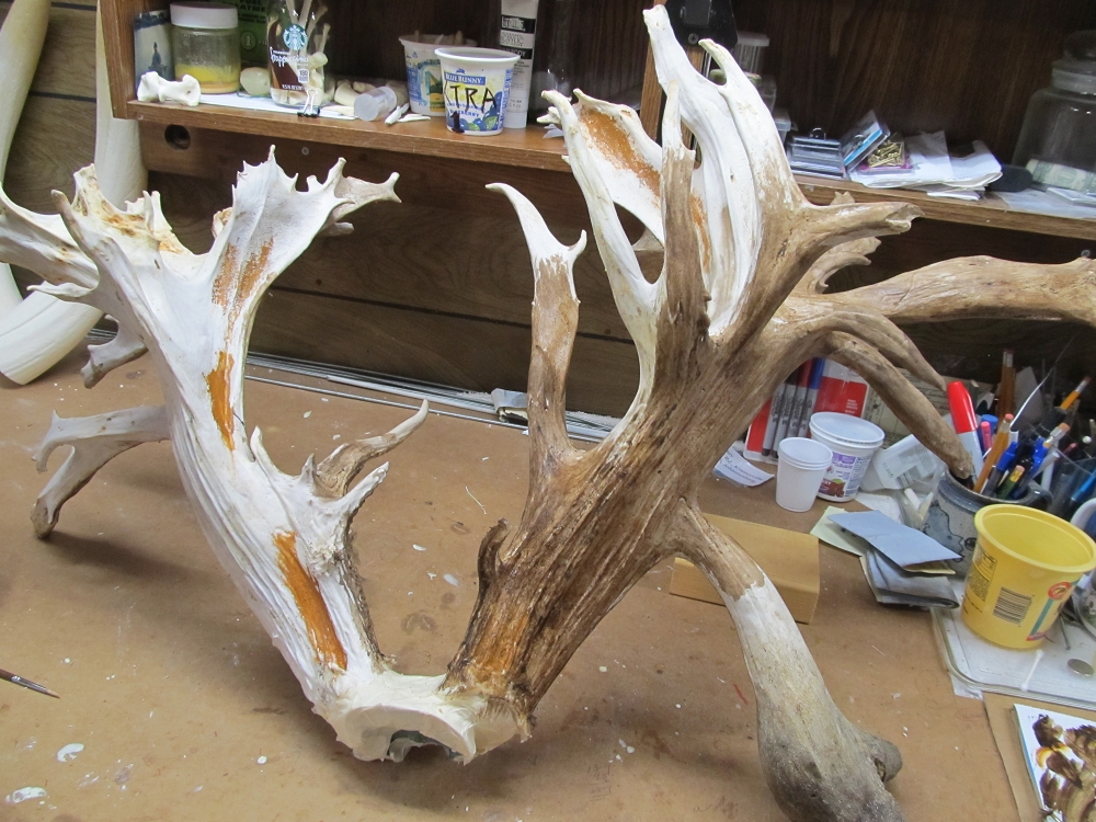 Skull Cleaning by Jeff Gustafson of Skullery Get your Animals Skull ...