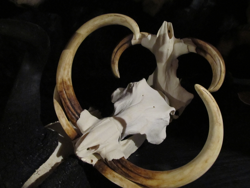 Skull Cleaning by Jeff Gustafson of Skullery Get your Animals Skull ...