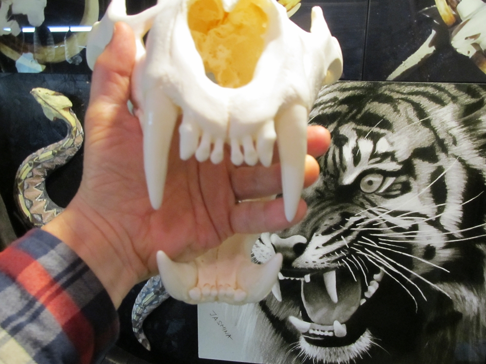 Skull Cleaning by Jeff Gustafson of Skullery Get your Animals Skull ...