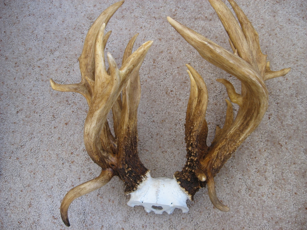 Skull Cleaning by Jeff Gustafson of Skullery Get your Animals Skull ...