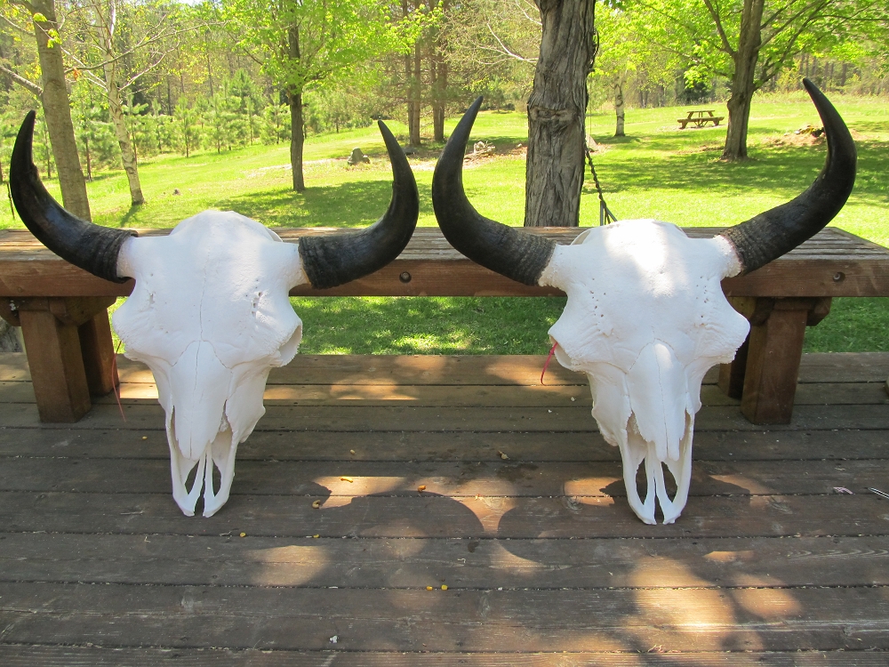 Skull Cleaning by Jeff Gustafson of Skullery Get your Animals Skull ...