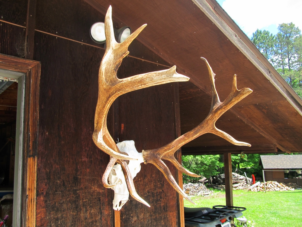 Skull Cleaning by Jeff Gustafson of Skullery Get your Animals Skull ...